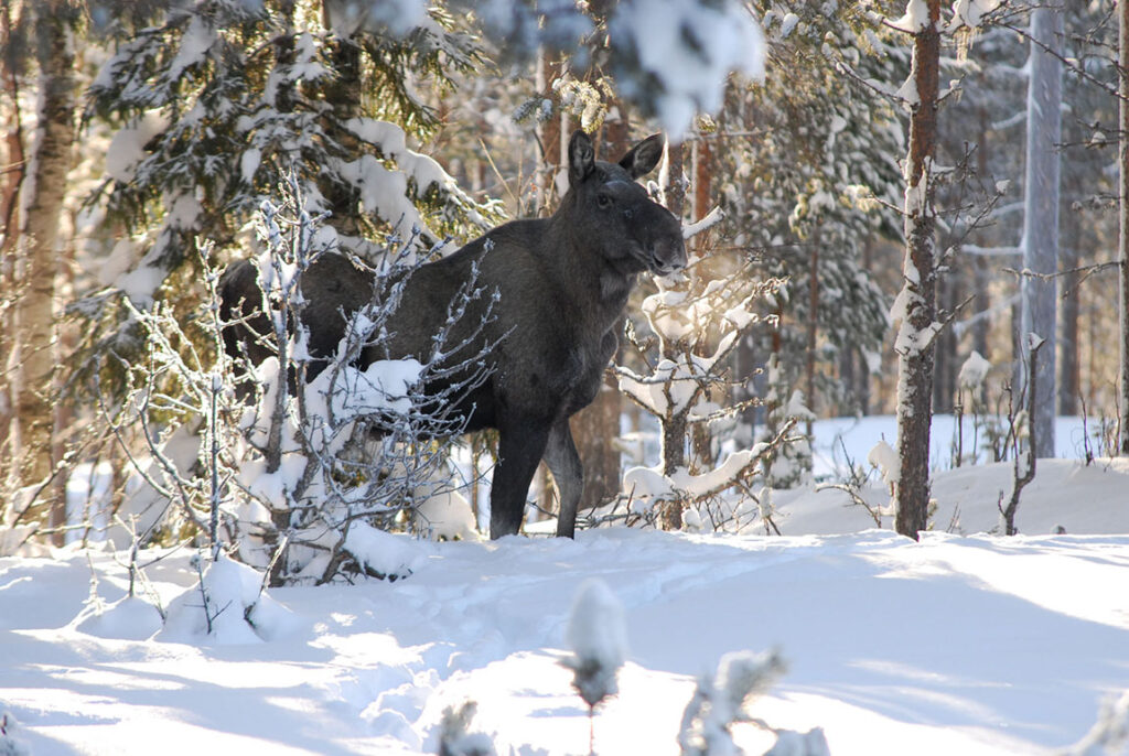 Sustainable City of the Month: Skellefteå | Discover Cleantech
