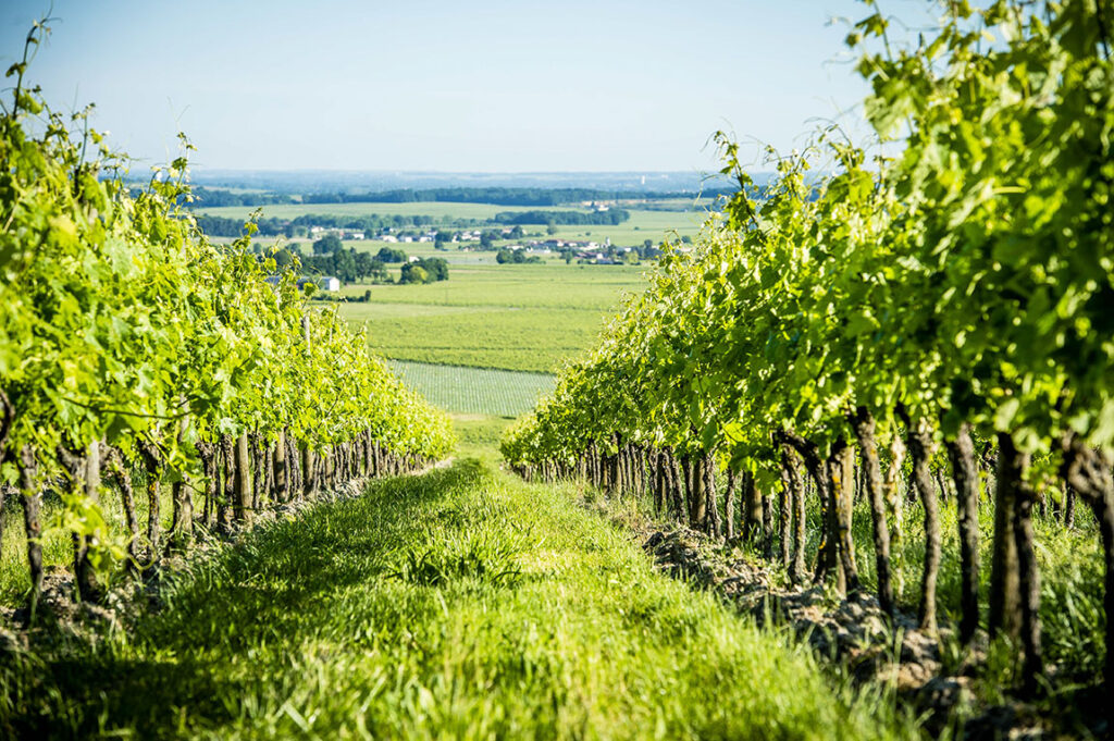 Viniculture – a poster child for climate change adaptation – Discover Cleantech